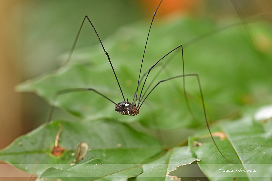 Harvestman - Daddy Longlegs - Singapore Geographic