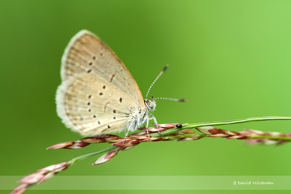 Lesser Grass Blue - Singapore Geographic