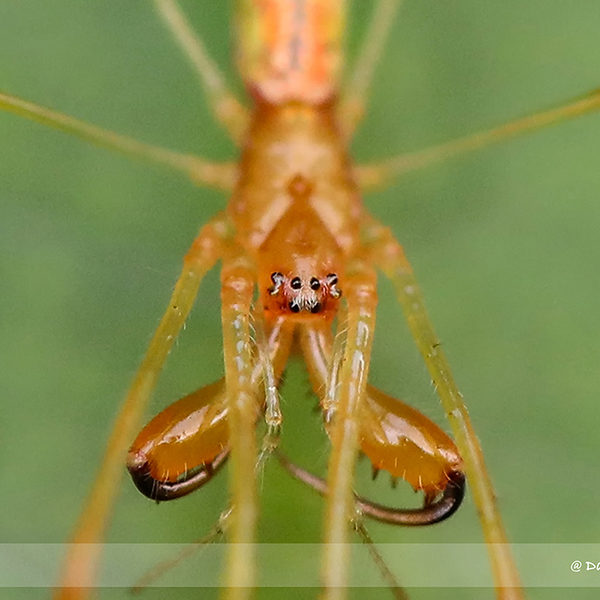 Spider Checklist - Singapore Geographic