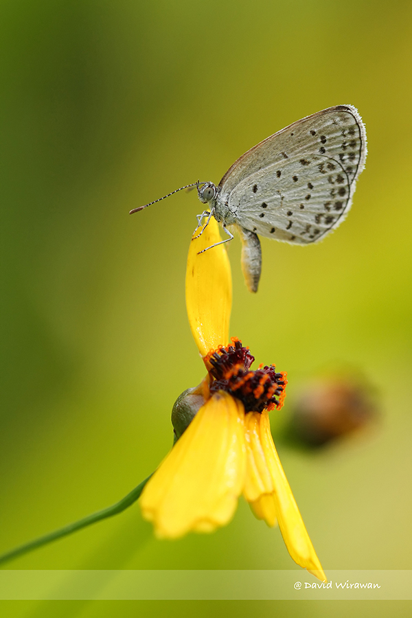 Pale Grass Blue - Singapore Geographic