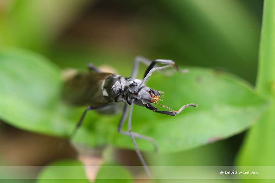 Polyrhachis - Singapore Geographic