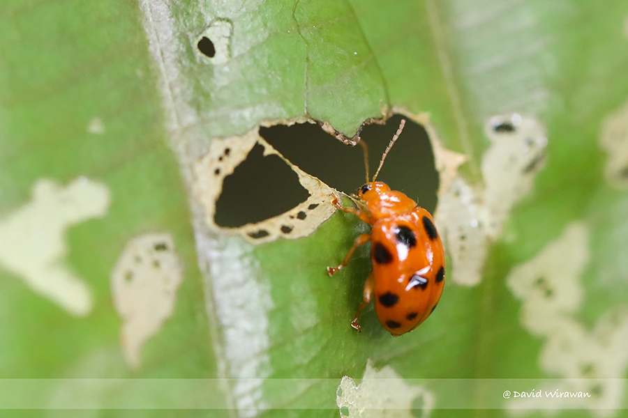 Skeletonizing leaf beetle - Sphenoraia Nebulosa - Singapore Geographic