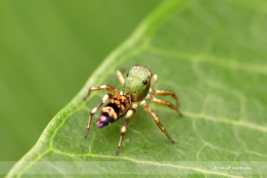 Cosmophasis sp - Singapore Geographic
