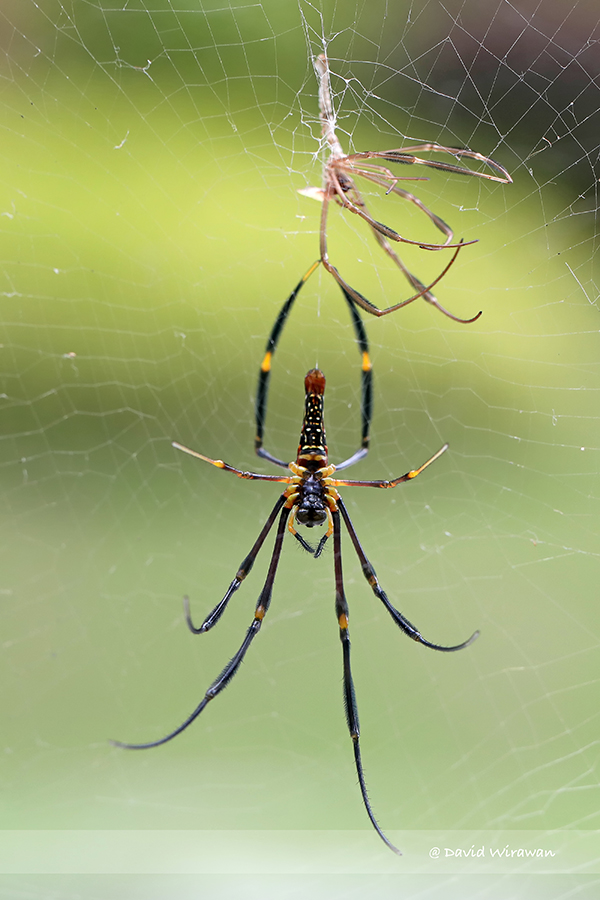 Does Spider Molt? - Singapore Geographic