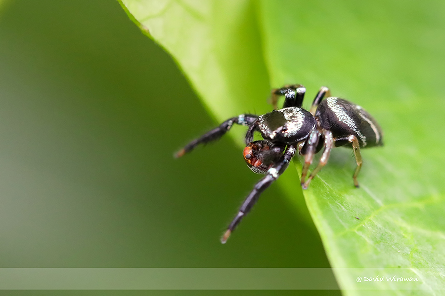 Thiania bhamoensis - Metallic blue jumper - Singapore Geographic