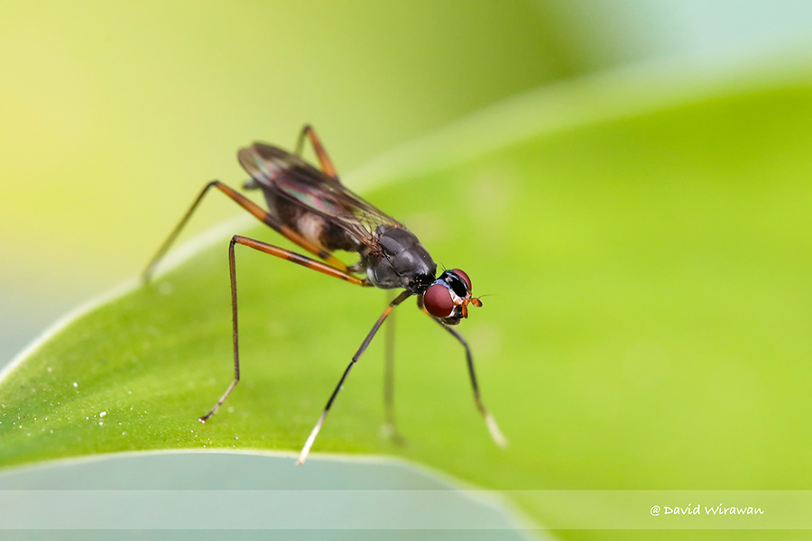 Stilt-legged fly - Micropezidae - Singapore Geographic