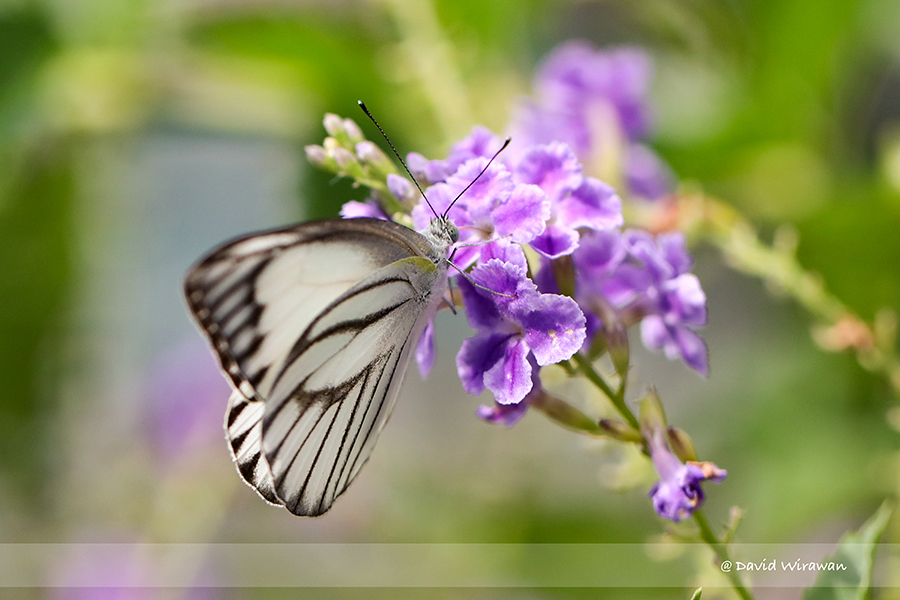 Striped Albatross - Singapore Geographic