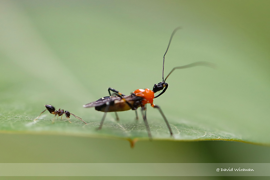 Assassin Bug - Harpactorinae - Singapore Geographic