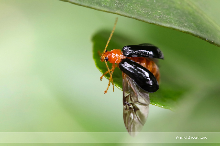 Pumpkin Beetle - Aulacophora sp - Singapore Geographic