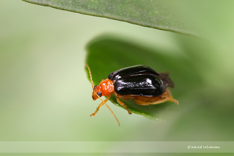 Pumpkin Beetle - Aulacophora sp - Singapore Geographic
