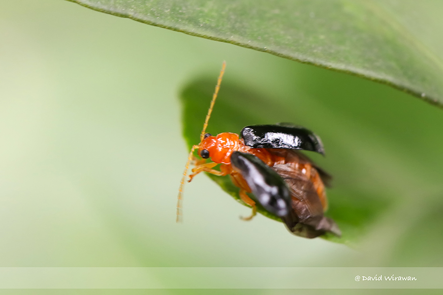 Pumpkin Beetle - Aulacophora sp - Singapore Geographic