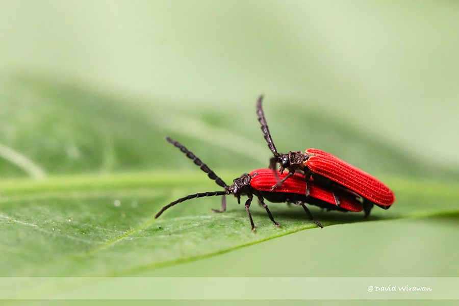 Red Net-winged Beetle - Singapore Geographic