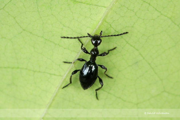 Ant-mimicking Beetle - Anthelephila serdanga - Singapore Geographic
