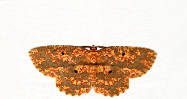Moths of Singapore - Singapore Geographic