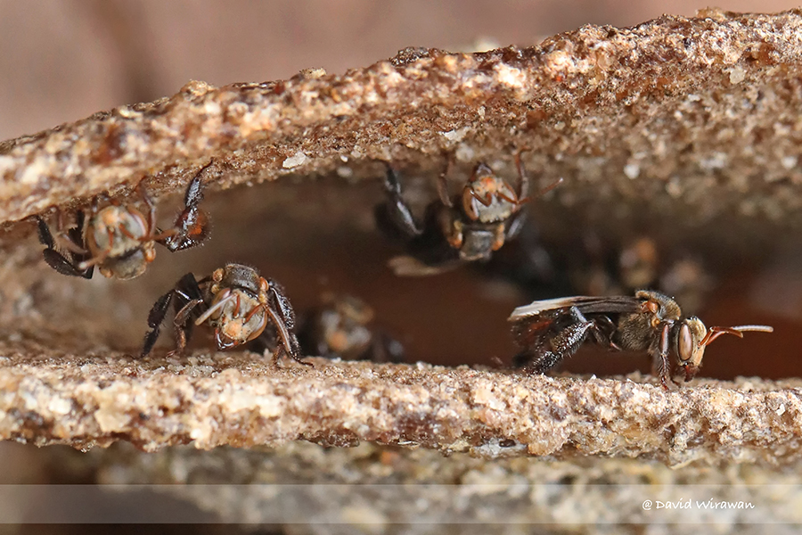 Stingless Bee - Homotrigona (Tetrigona) apicalis - Singapore Geographic