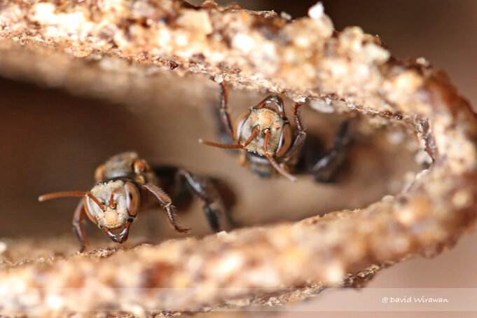 Stingless Bee - Homotrigona (Tetrigona) apicalis - Singapore Geographic