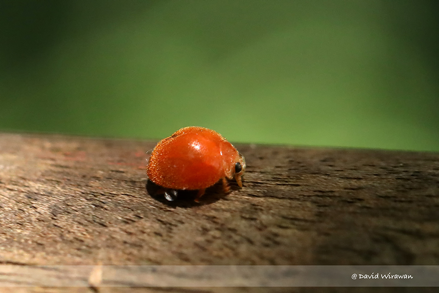 Ladybird - Chilocorus circumdatus - Singapore Geographic