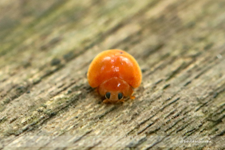 Ladybird - Chilocorus circumdatus - Singapore Geographic