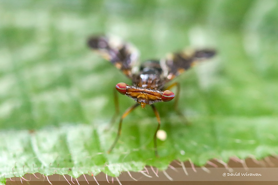 Themara maculipennis - Singapore Geographic