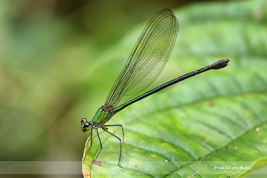Common Flashwing - Singapore Geographic