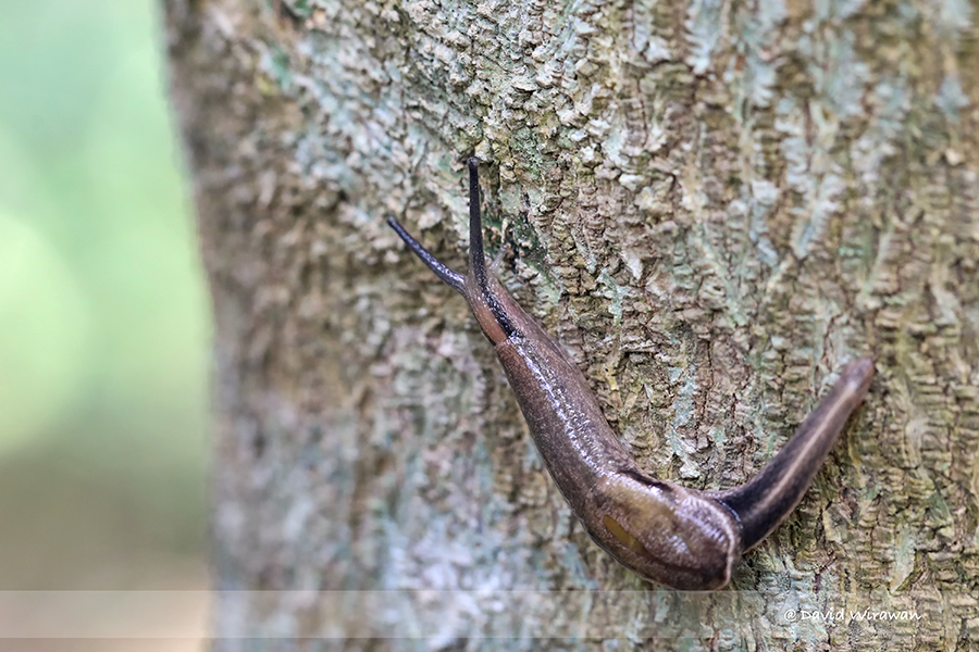 Yellow-shelled Semi-slug - Parmarion martensi - Singapore Geographic