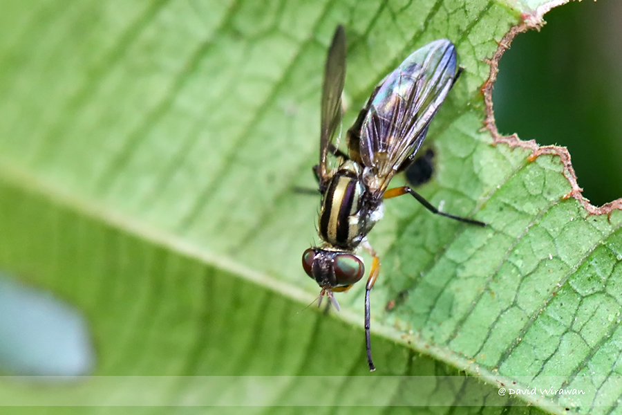 Signal Flies - Singapore Geographic