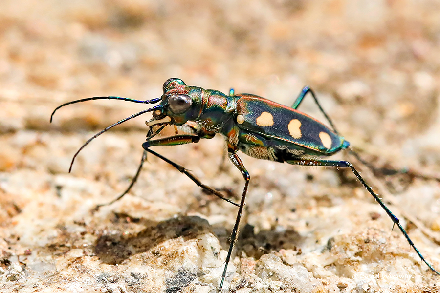 Tiger Beetle - Cosmodela aurulenta juxtata - Singapore Geographic