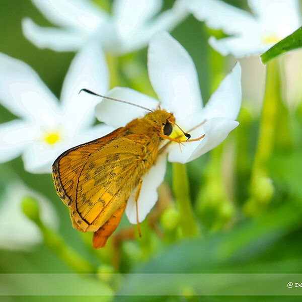 Butterfly Checklist - Singapore Geographic