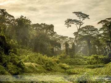 Clementi Forest - Singapore Geographic