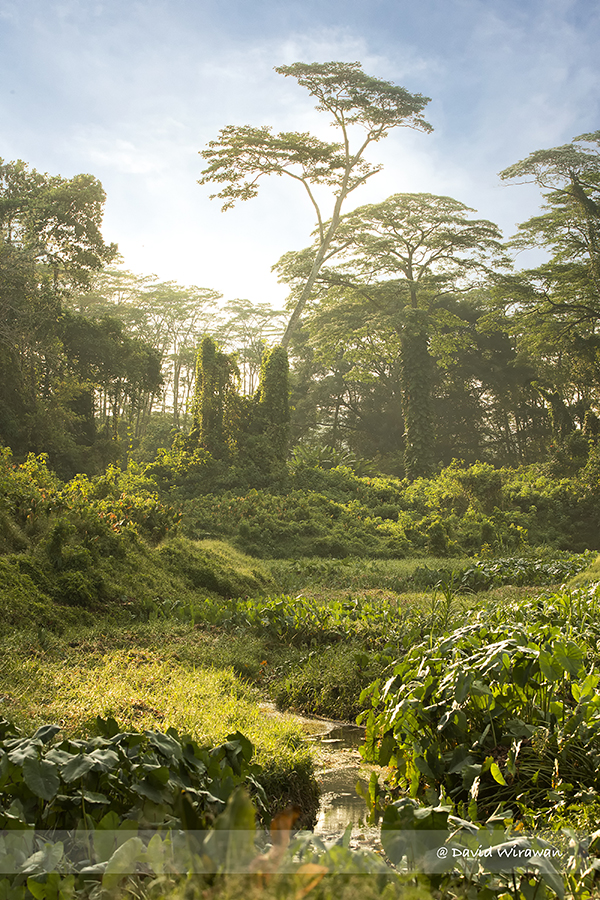 Clementi Forest - Singapore Geographic