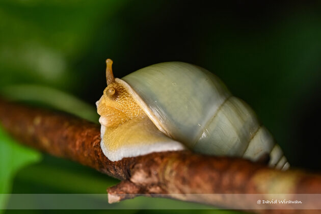 Singapore Green Tree Snail - Singapore Geographic