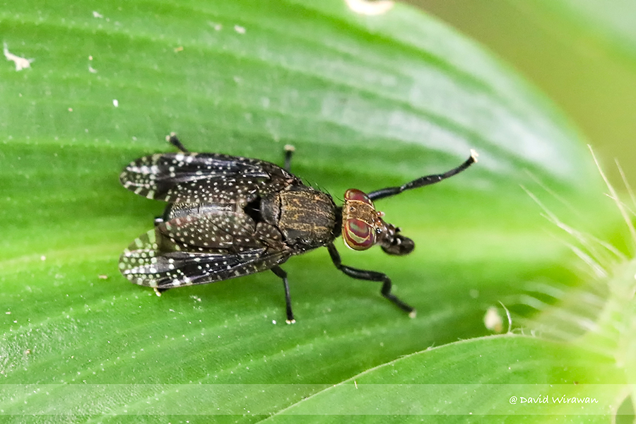 Signal Flies - Platystomatidae sp - Singapore Geographic