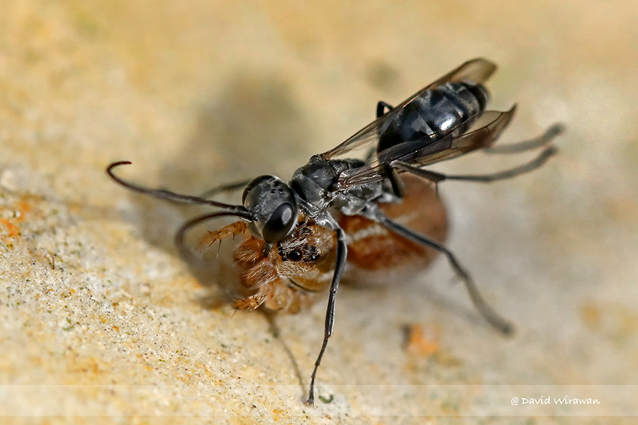 Spider wasp (Pompilidae) lays eggs on spider - Singapore Geographic