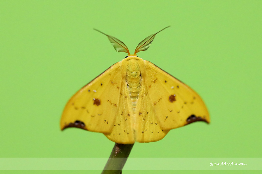 Tridrepana sp - Singapore Geographic
