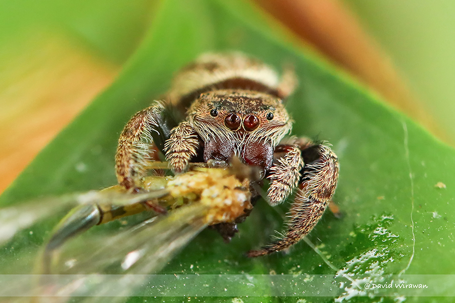 Mangrove Jumper - Singapore Geographic