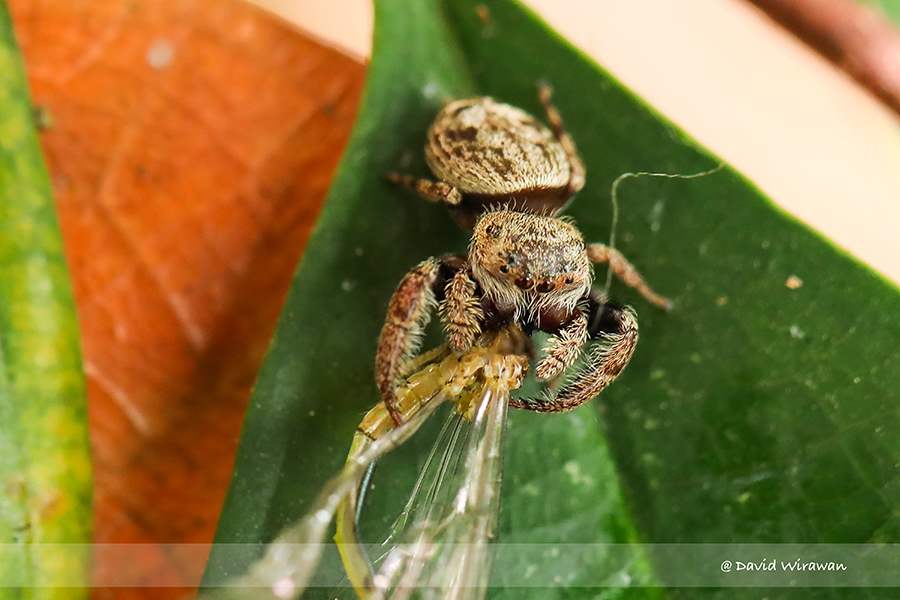 Mangrove Jumper - Singapore Geographic