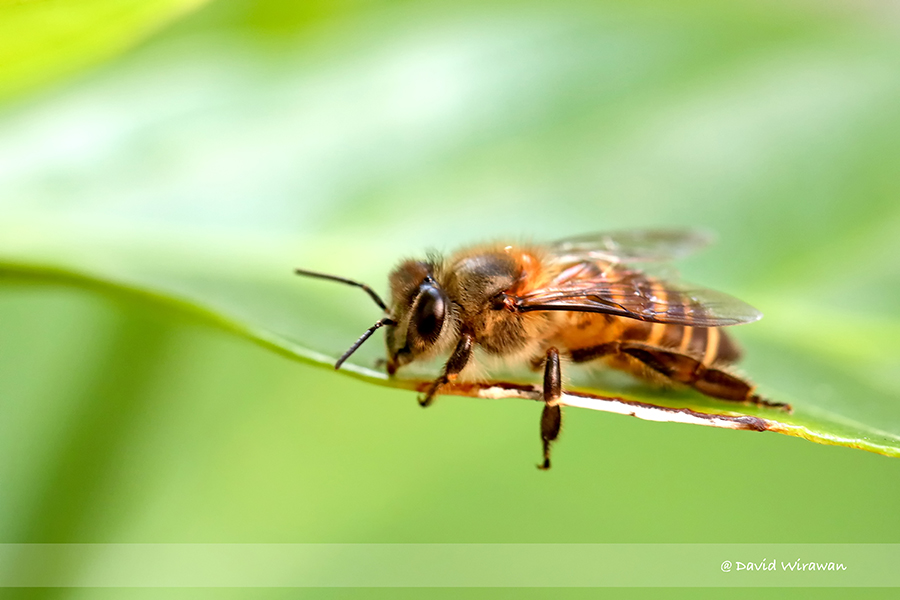 Asian Honey Bee - Apis cerana Bee - Wasp - Hornet Singapore Geographic