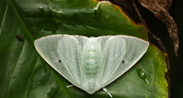 Moths of Singapore - Singapore Geographic