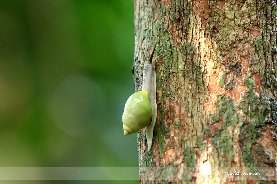Singapore Green Tree Snail - Singapore Geographic