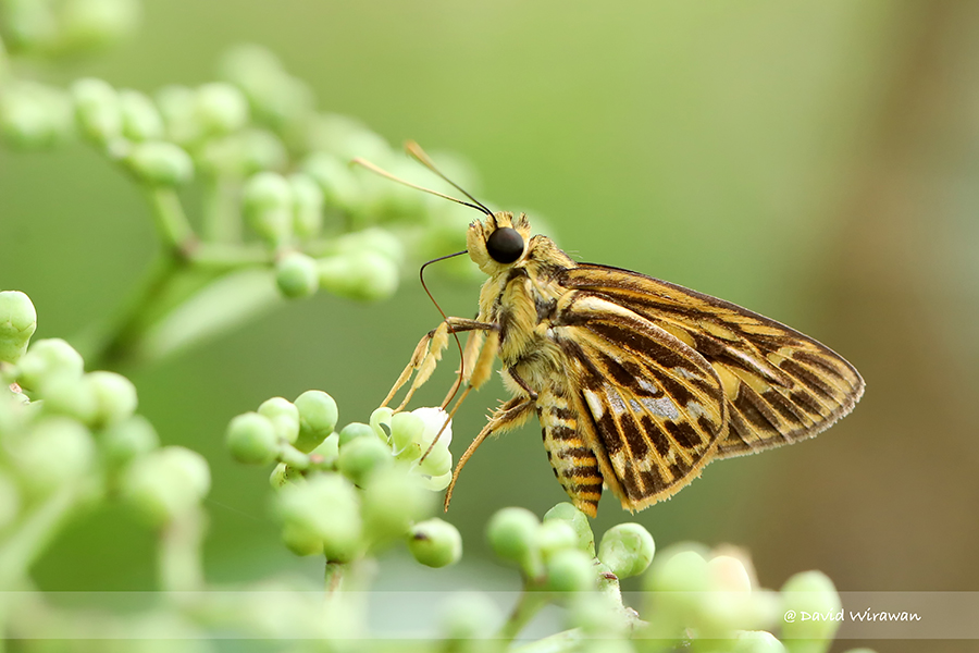Yellow Vein Lancer - Singapore Geographic