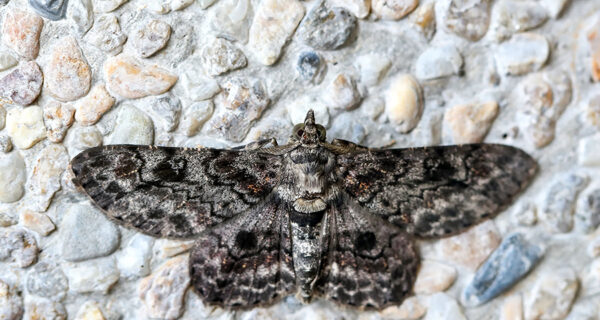 Moths of Singapore - Singapore Geographic