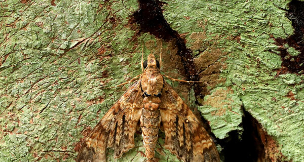 Moth of Singapore - Singapore Geographic