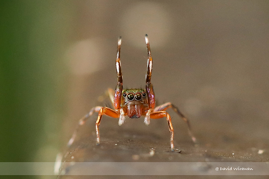 Siler semiglaucus - Singapore Geographic