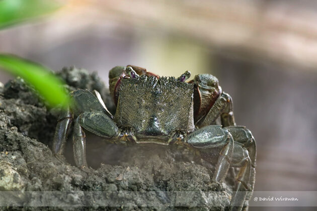 Tree Climbing Crab - Singapore Geographic