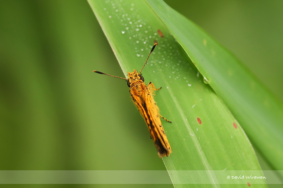 Bush Hopper - Singapore Geographic