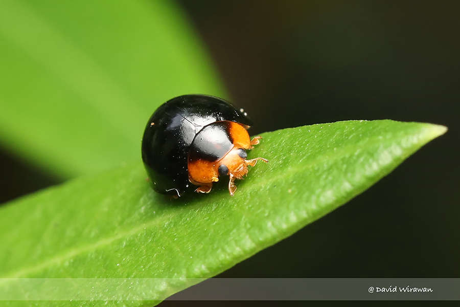 Chilocorus nigritus - Singapore Geographic