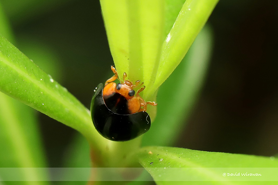 Chilocorus nigritus - Singapore Geographic