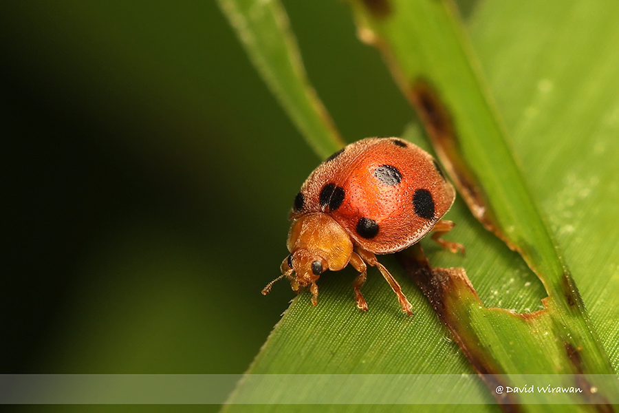 Epilachna ladybug - Singapore Geographic