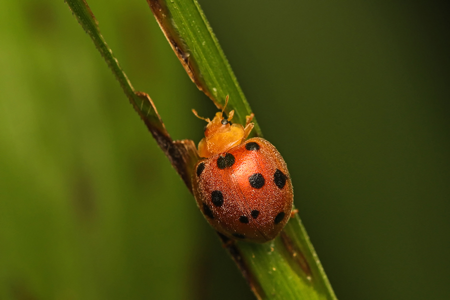 Epilachna ladybug - Singapore Geographic