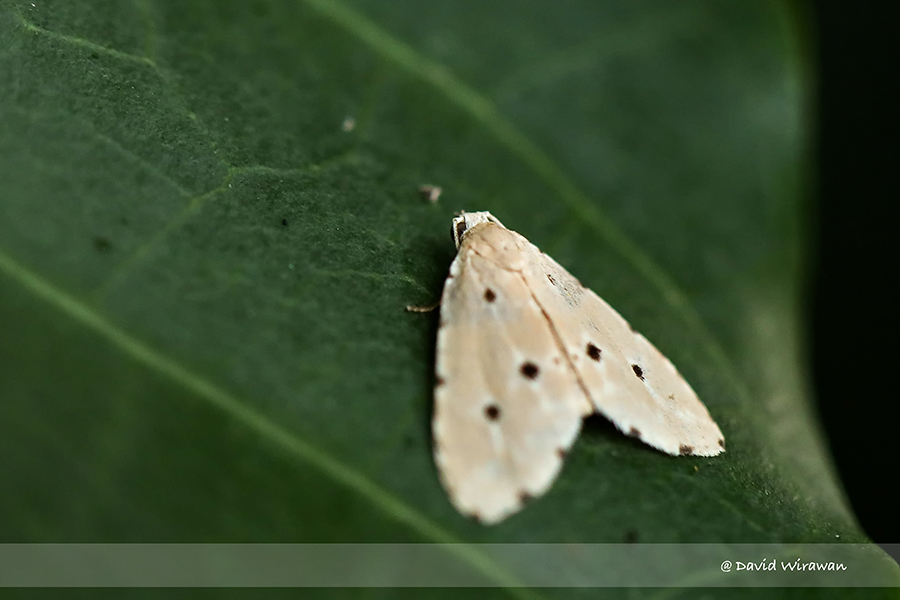 Metaemene atrigutta - Singapore Geographic